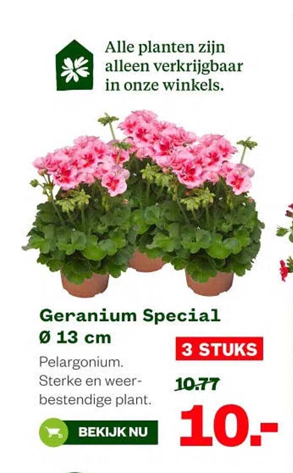 Geranium Special Ø 13 Cm 3 Stuks Aanbieding bij Welkoop - FolderFeest.nl
