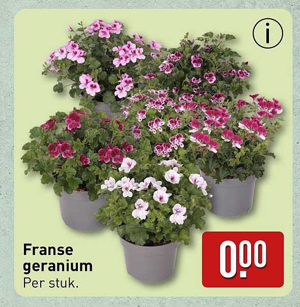 Franse Geranium Aanbieding bij ALDI - FolderFeest.nl
