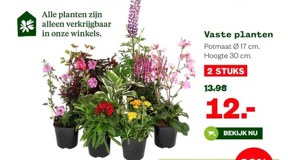 Bloemen Of Planten Aanbieding bij Jumbo - FolderFeest.nl