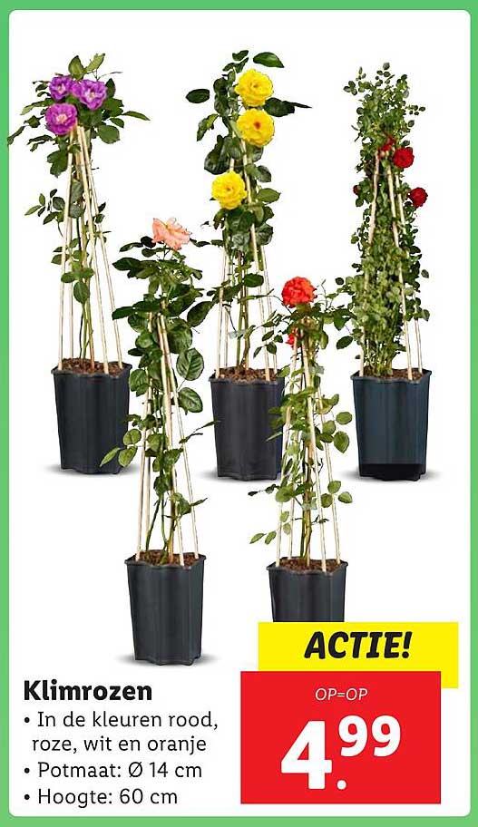 Klimrozen Aanbieding bij Lidl - FolderFeest.nl