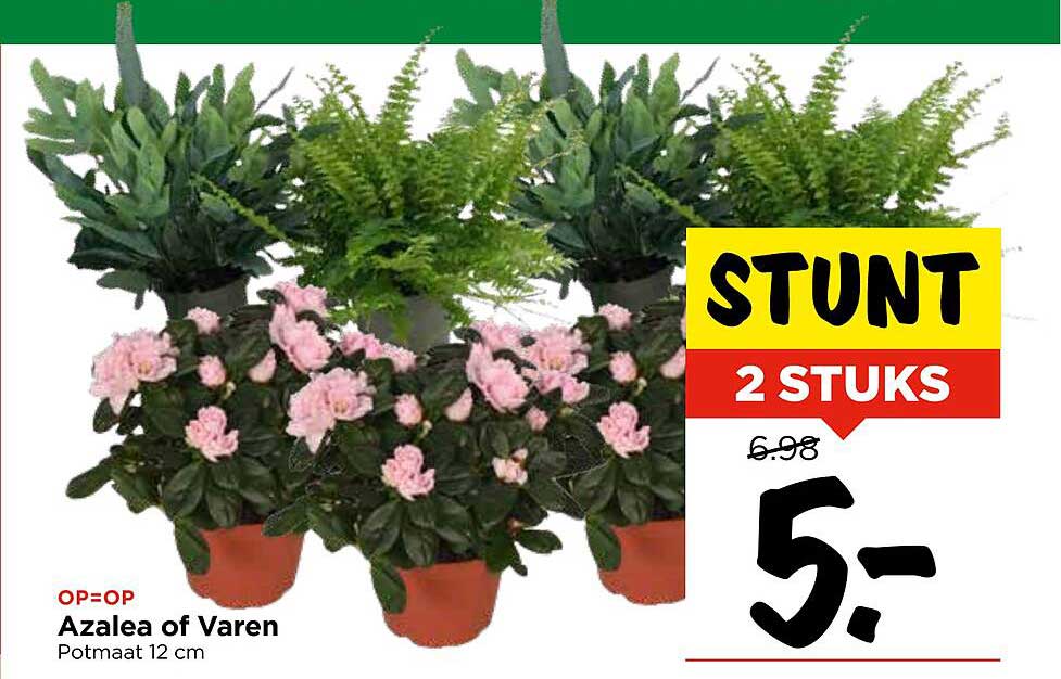 Stunt 2 Stuks Azalea Of Varen Aanbieding bij Vomar - FolderFeest.nl