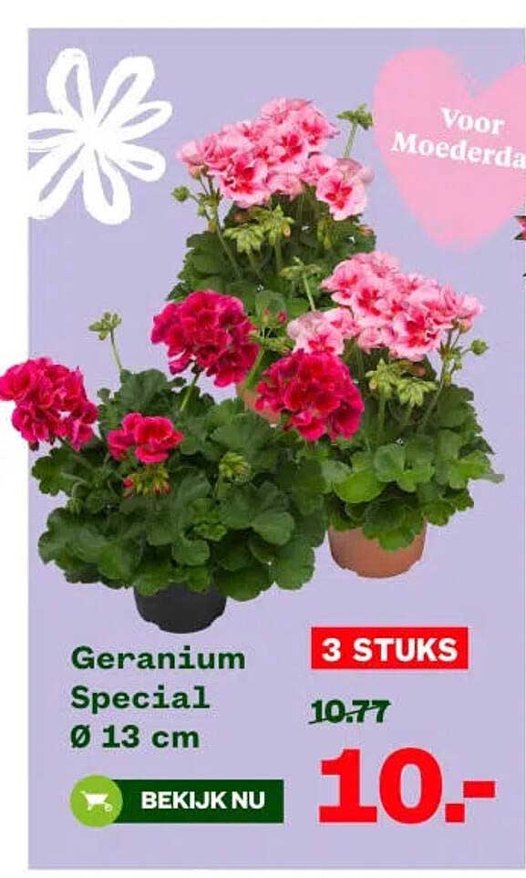 Geranium Special Ø 13 Cm 3 Stuks Aanbieding bij Welkoop - FolderFeest.nl