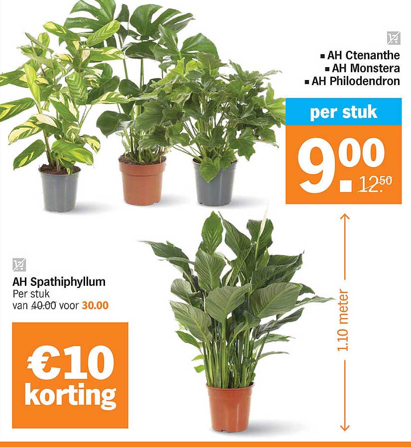 Ah Ctenanthe, Ah Monstera, Ah Philodendron Aanbieding bij Albert Heijn ...