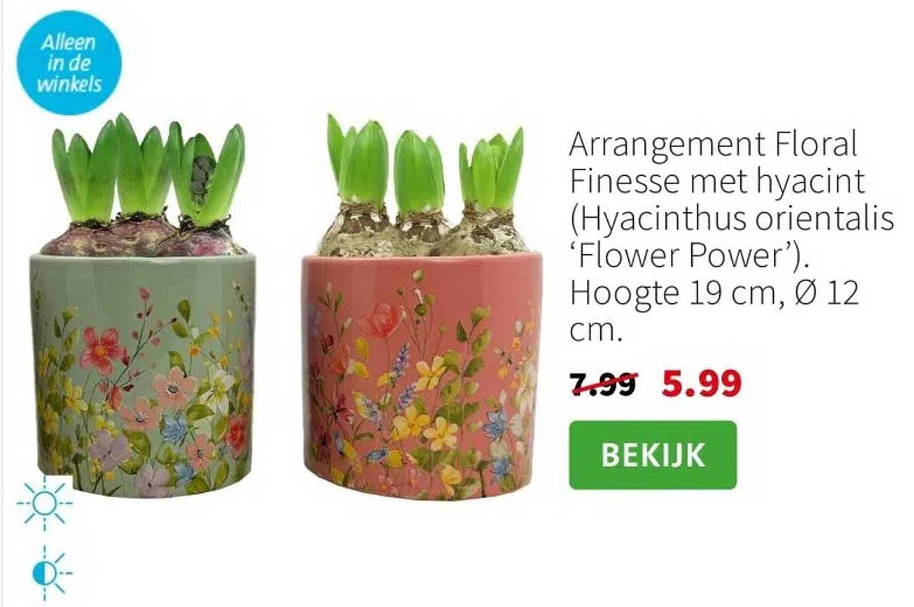 Arrangement Floral Finesse Met Hyacint (Hyacinthus Orientalis ‘Flower ...