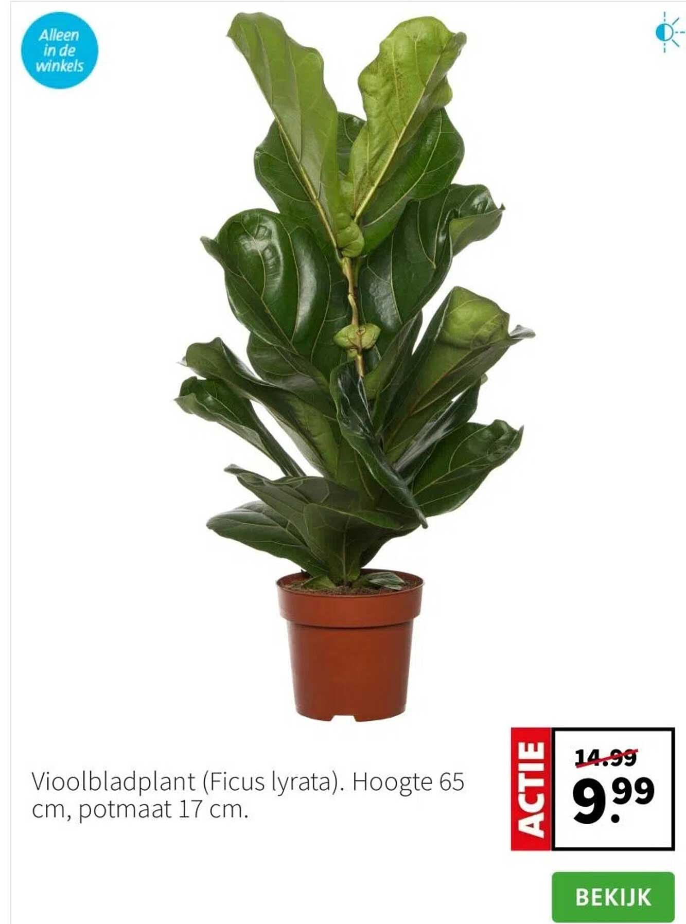 Vioolbladplant (Ficus Lyrata). Hoogte 65 Cm, Potmaat 17 Cm. Aanbieding ...