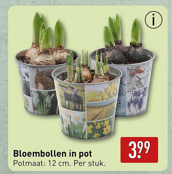 Bloembollen In Pot aanbieding bij ALDI