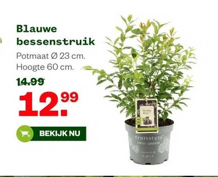 Blauwe Bessenstruik Aanbieding bij Welkoop - FolderFeest.nl