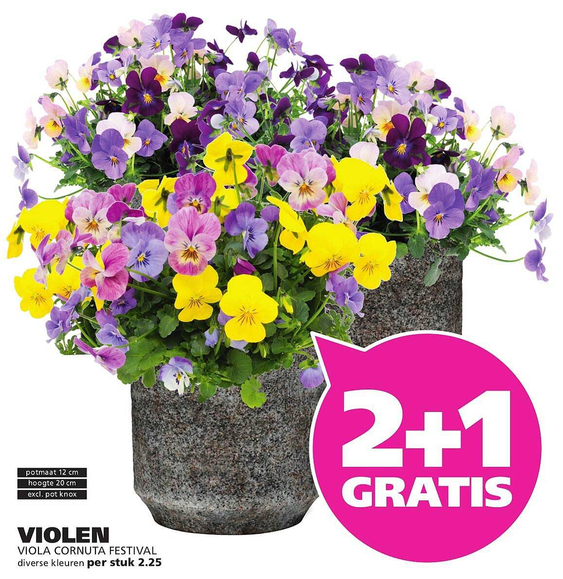 Violen Viola Cornuta Festival Diverse Kleuren Per Stuk Aanbieding bij ...