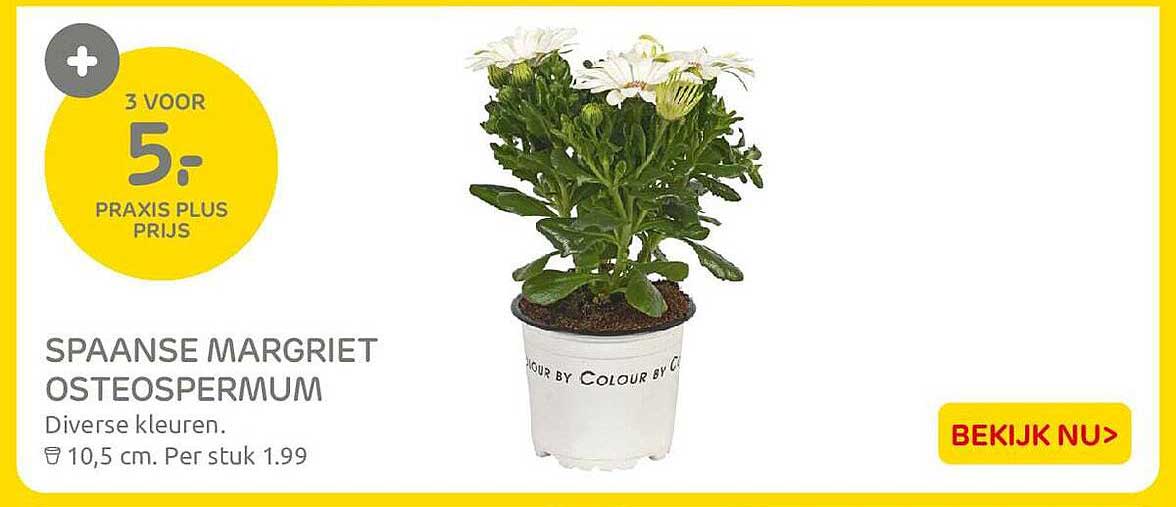 Spaanse Margriet Osteospermum Aanbieding bij Praxis - FolderFeest.nl