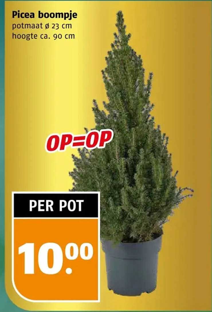 Picea Boompje Aanbieding bij Poiesz - FolderFeest.nl