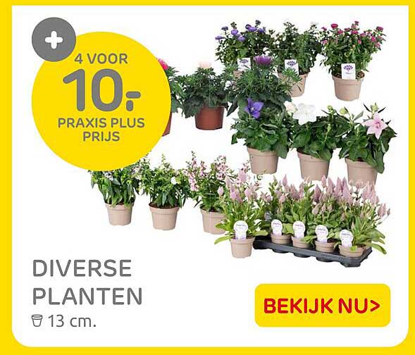 Diverse Planten Aanbieding bij Praxis - FolderFeest.nl