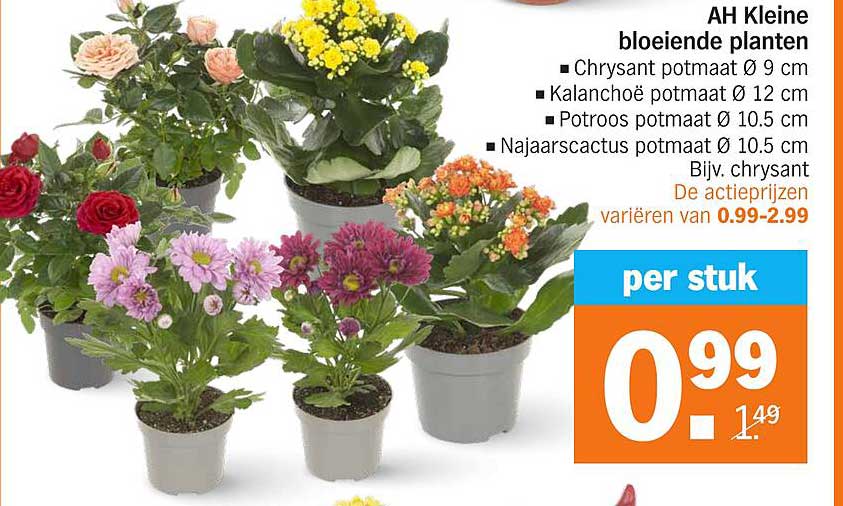 Ah Kleine Bloeiende Planten Aanbieding bij Albert Heijn - FolderFeest.nl