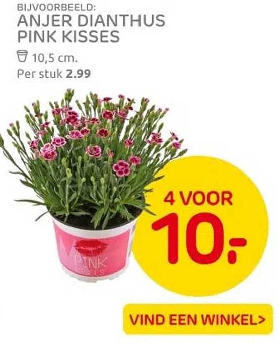 Anjer Dianthus Pink Kisses aanbieding bij Praxis