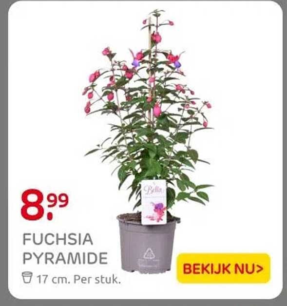 Fuchsia Pyramide aanbieding bij Praxis