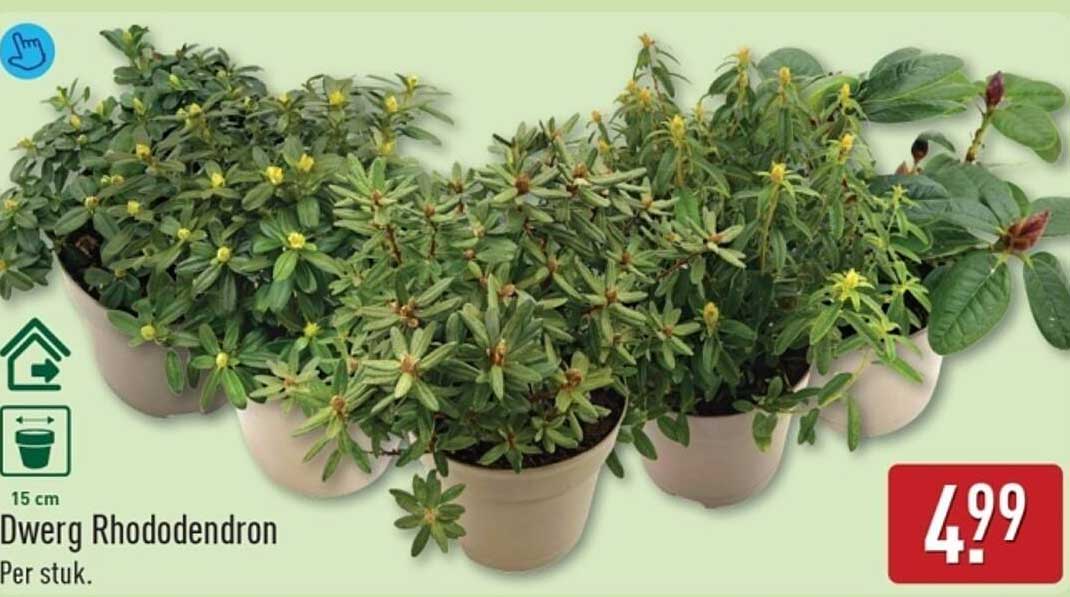 Dwerg Rhododendron Aanbieding bij ALDI - FolderFeest.nl