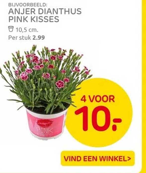 Anjer Dianthus Pink Kisses aanbieding bij Praxis