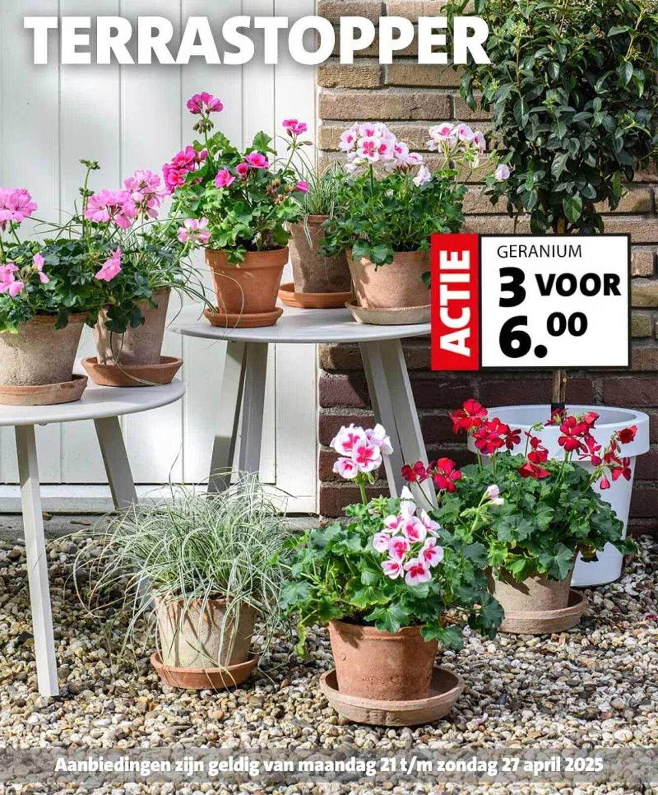 Geranium 3 Voor 6.00 aanbieding bij Intratuin
