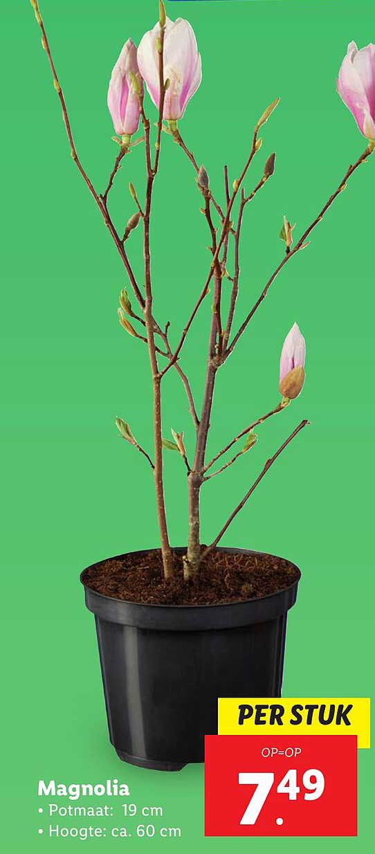 Magnolia aanbieding bij Lidl