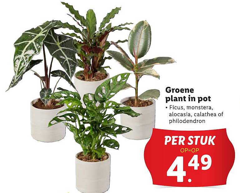 Groene Plant In Pot aanbieding bij Lidl