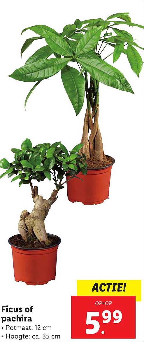Ficus Of Pachira aanbieding bij Lidl