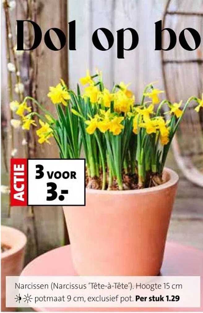 Narcissen (Narcissus ‘Tête-À-Tête’). Hoogte 15 Cm Potmaat 9 Cm ...