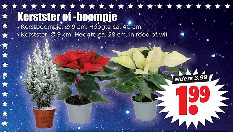 Kerstster Of -Boompje aanbieding bij Dirk