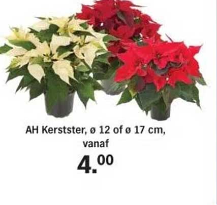 Ah Kerstster, Ø 12 Of Ø 17 Cm, Vanaf Aanbieding bij Albert Heijn ...