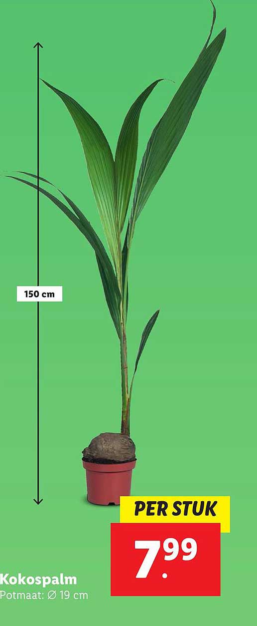 Kokospalm aanbieding bij Lidl